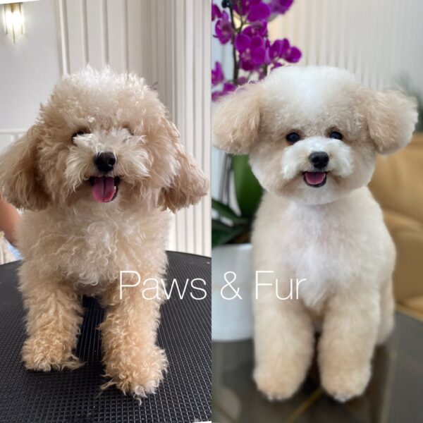 Paws & Fur Home - Paws & Fur